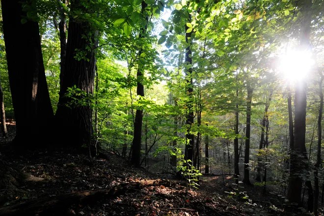 Veganism and the Climate | Gentle Paws, for the Animal Lover