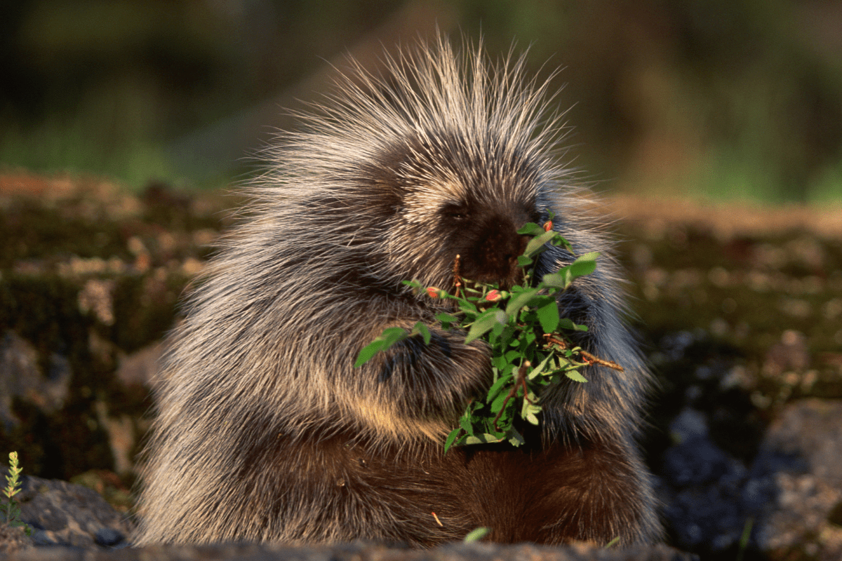 Porcupines | Gentle Paws, for the Animal Lover