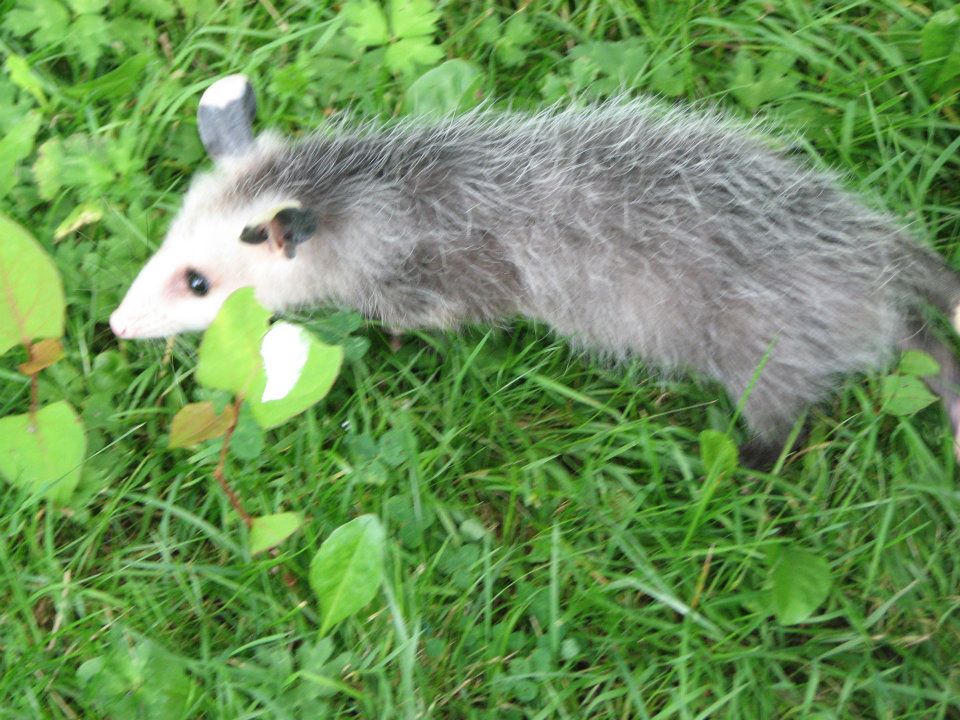 Virginia Opossum | Gentle Paws, for the Animal Lover