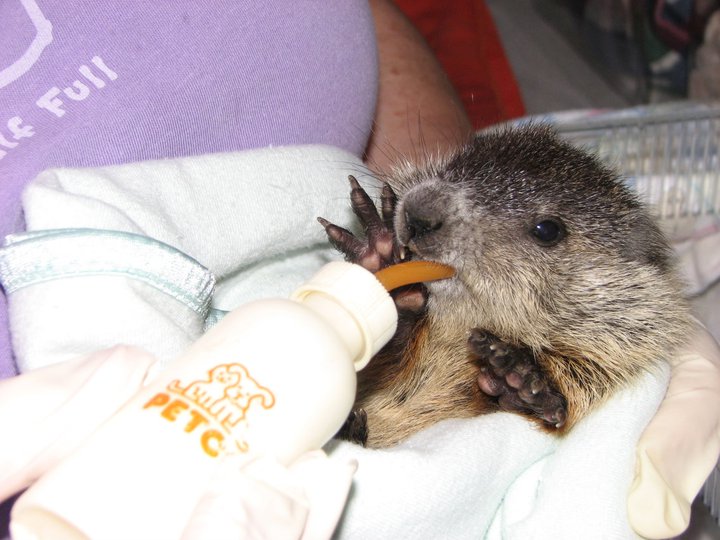 Groundhogs | Gentle Paws, for the Animal Lover