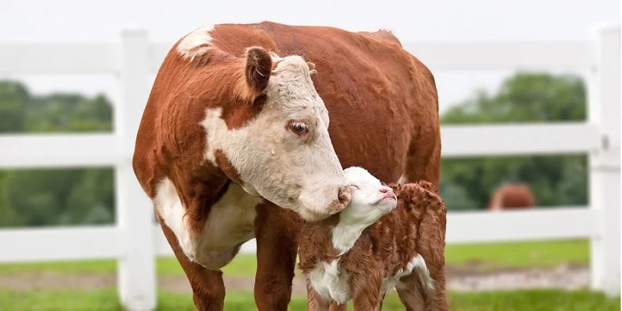 Cow Welfare and Sentience | Gentle Paws, for the Animal Lover