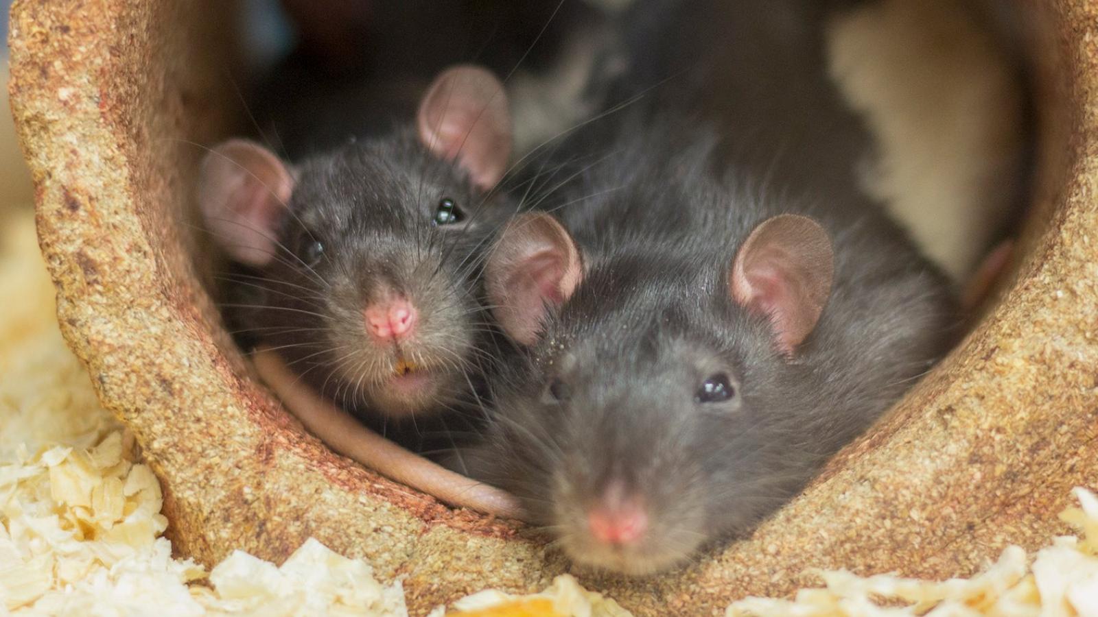 Rats and their Care | Gentle Paws, for the Animal Lover