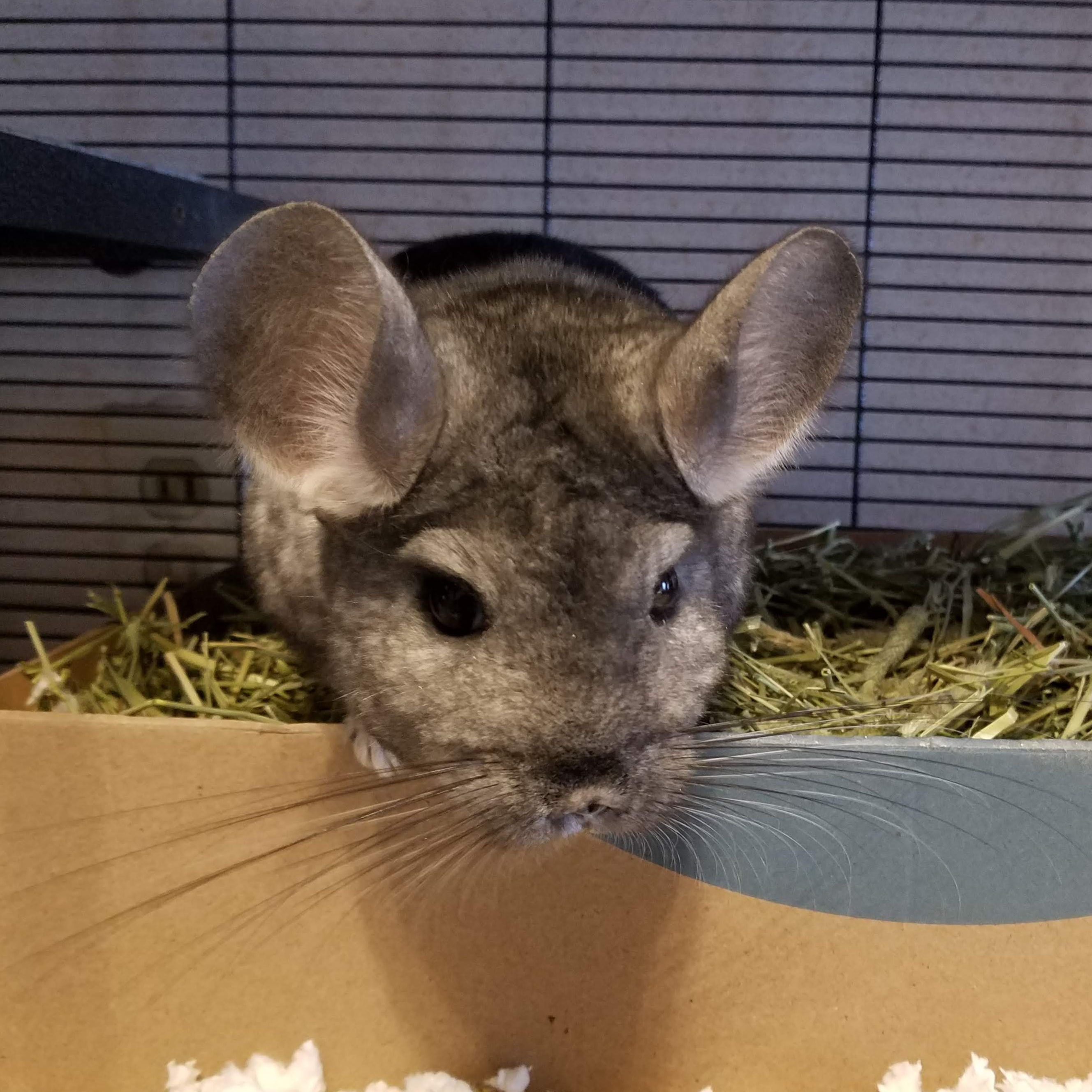 Chinchillas and Their Care | Gentle Paws, for the Animal Lover