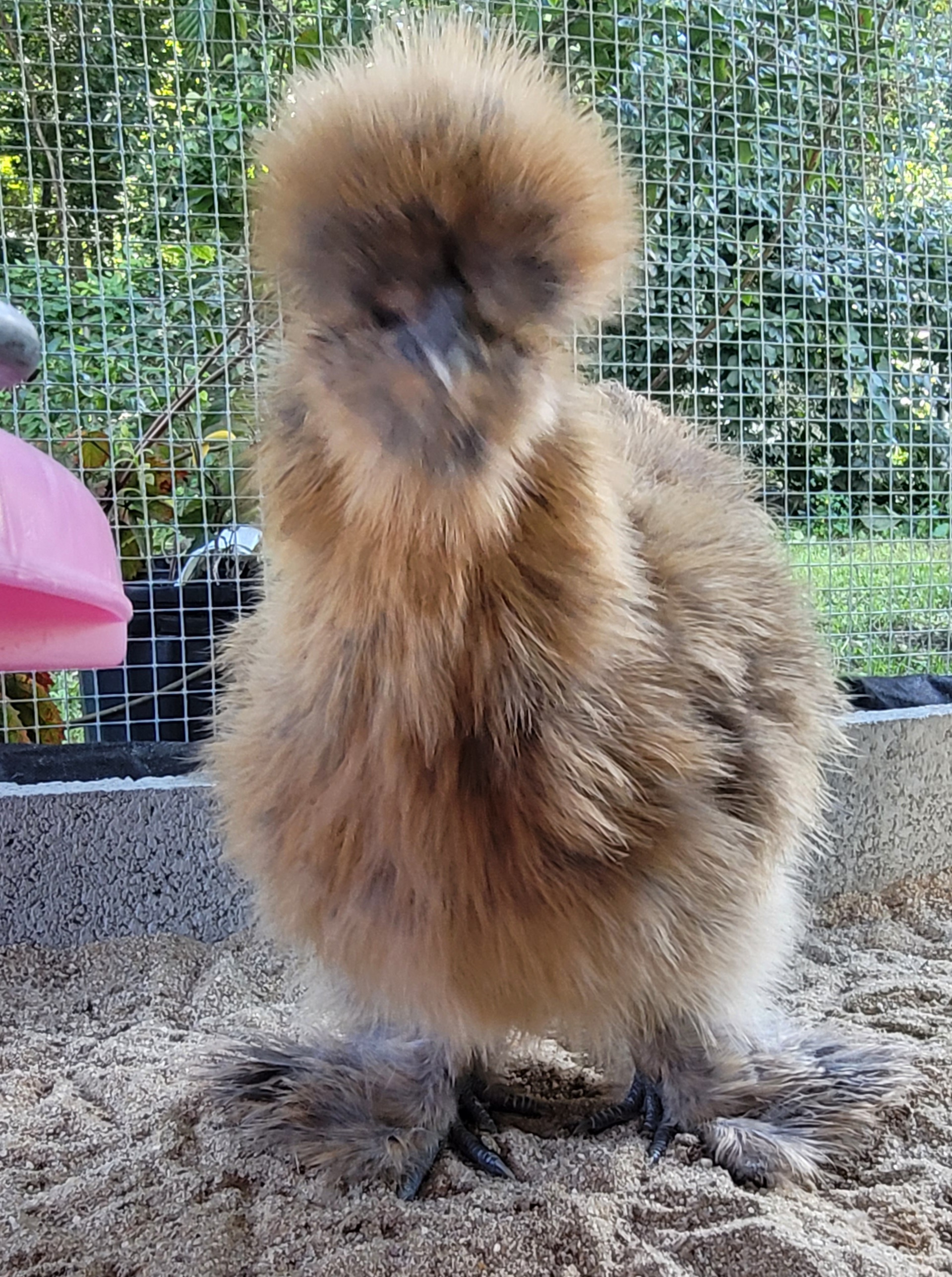 Chickens and Their Care | Gentle Paws, for the Animal Lover